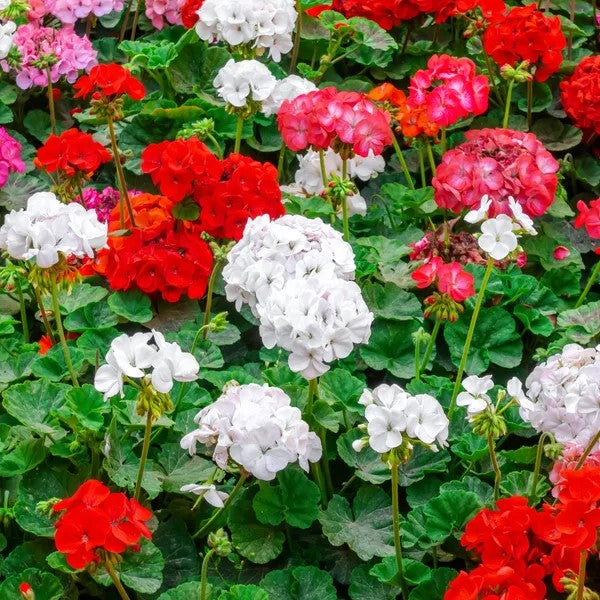 10 Premium Seeds of Geranium Mix (Pelargonium Colorama) Flowers ...