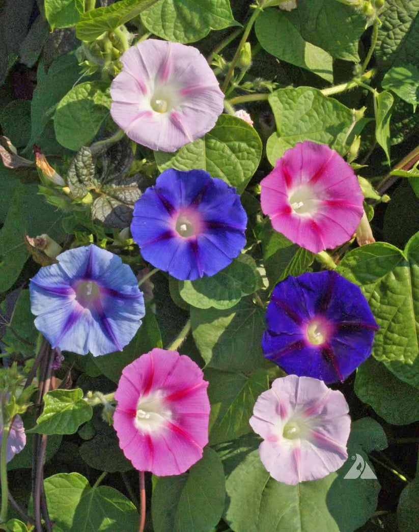 Premium Hybrid Ipomea Purpurea (Morning Glory) Pollinator Friendly Mix ...